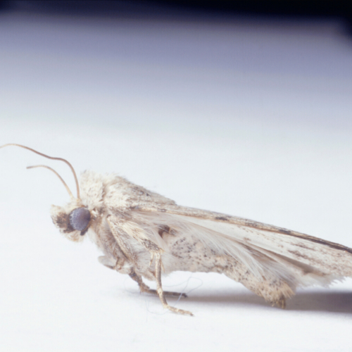 Carpet Moth Control Enfield | 📲 0203 1510247
